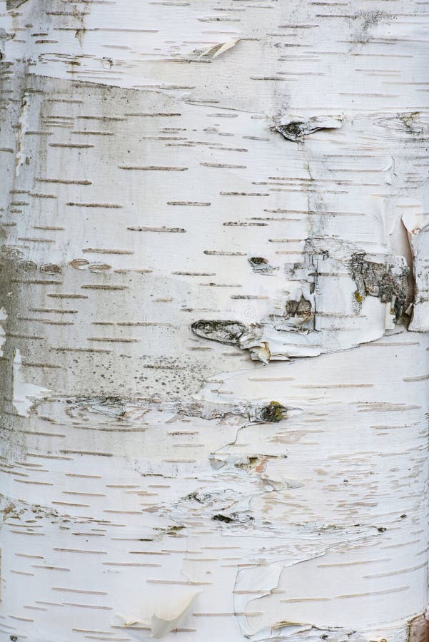 Bark of a Birch As Background Stock Photo - Image of macro, organic ...