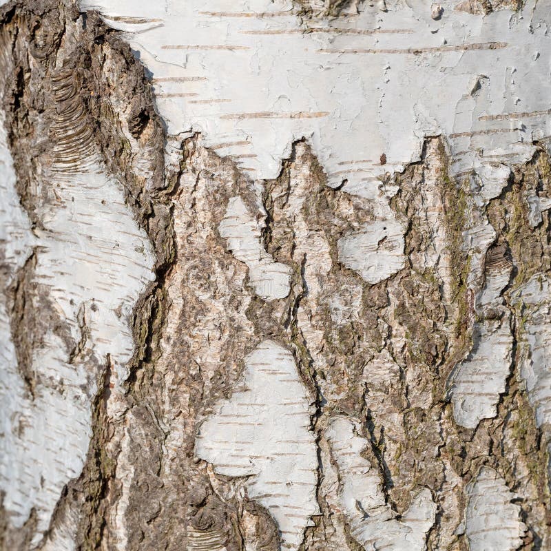Bark of the Birch, Betula, in a Close-up Stock Photo - Image of wood ...