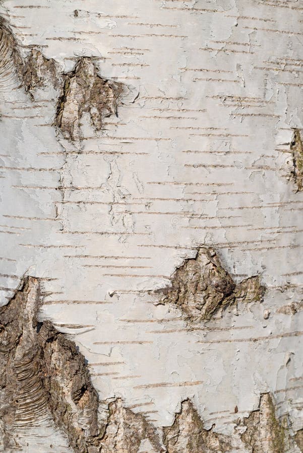 Bark of the Birch, Betula, in a Close-up Stock Photo - Image of botany ...