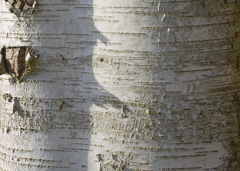 The bark of the birch tree stock photo. Image of bark - 211400198