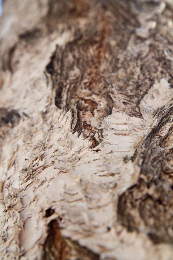 Bark of a birch tree stock image. Image of bark, outdoor - 183149841