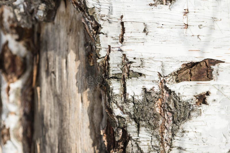 The bark of birch tree stock photo. Image of bark, background - 67509130