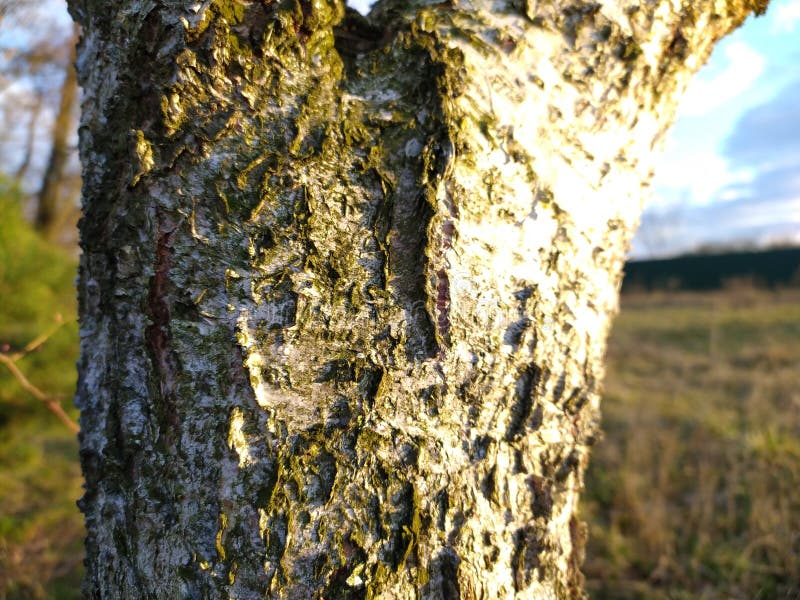 Bark of Birch Tree in Meadow at Sunset in Autumn Stock Image - Image of ...
