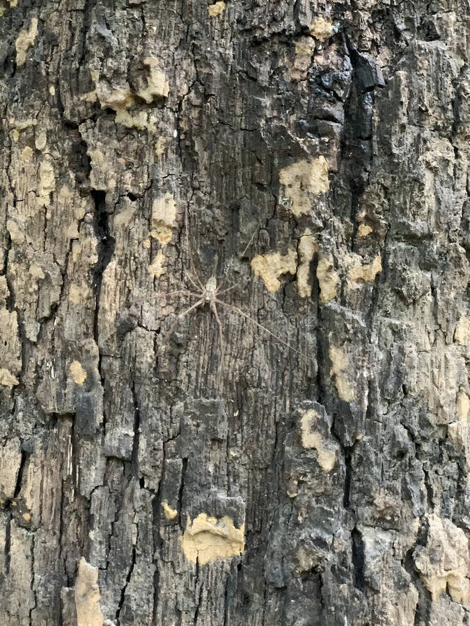 172 Oak Grooved Stock Photos - Free & Royalty-Free Stock Photos from ...