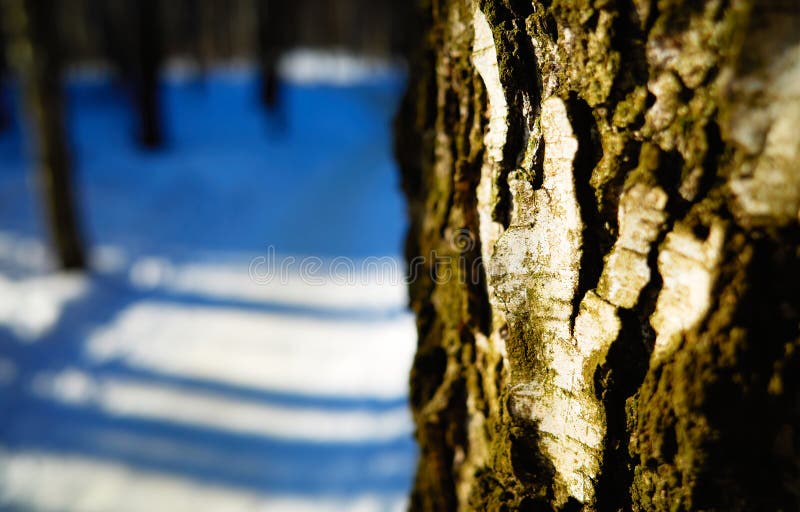 Bark of Birch Tree in Winter Park Background Stock Photo - Image of ...