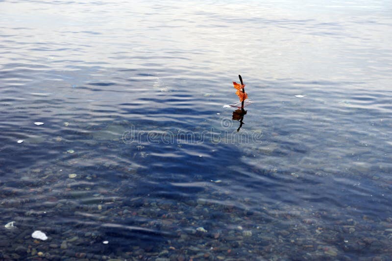 Bark Boat stock photo. Image of brown, leaf, macro, nature - 25255686