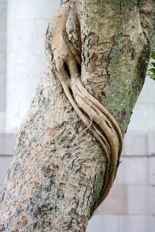 Religiosa Tree Bark Closeup Backgroundnal Root System, Stock Image ...