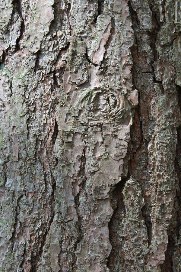 Bark on a British Tree stock image. Image of track, daytime - 160587401