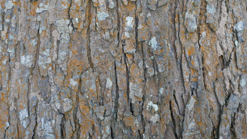 Bark from Brown Trees, Rough Surfaces. Stock Photo - Image of pinea ...