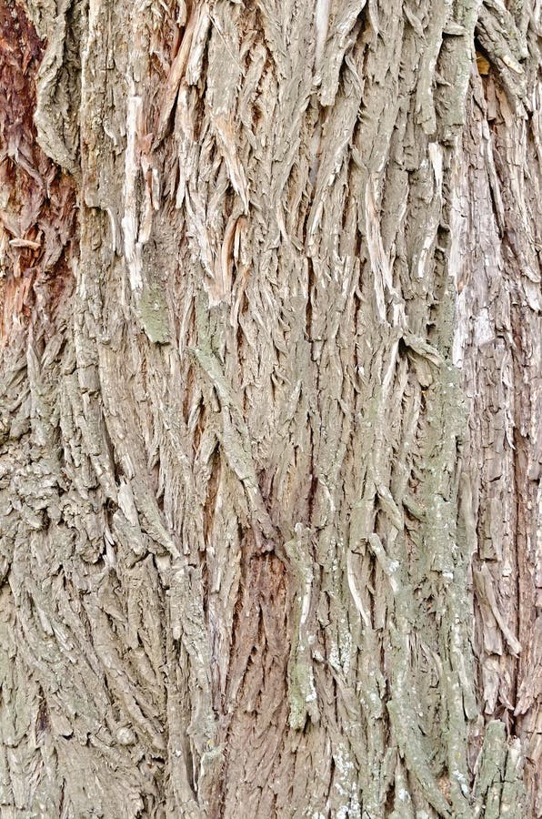 Bark brown willow texture stock image. Image of effect - 37003391