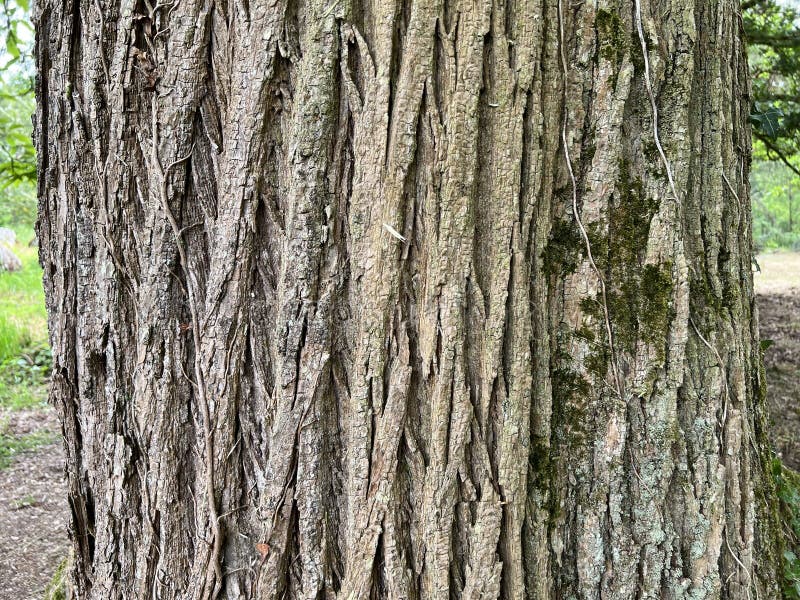 Tree Identification. Bark. Sweet Chestnut Tree. Castanea Sativa Stock ...
