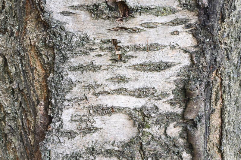 Bark of a cherry tree stock photo. Image of forest, skin - 95954190