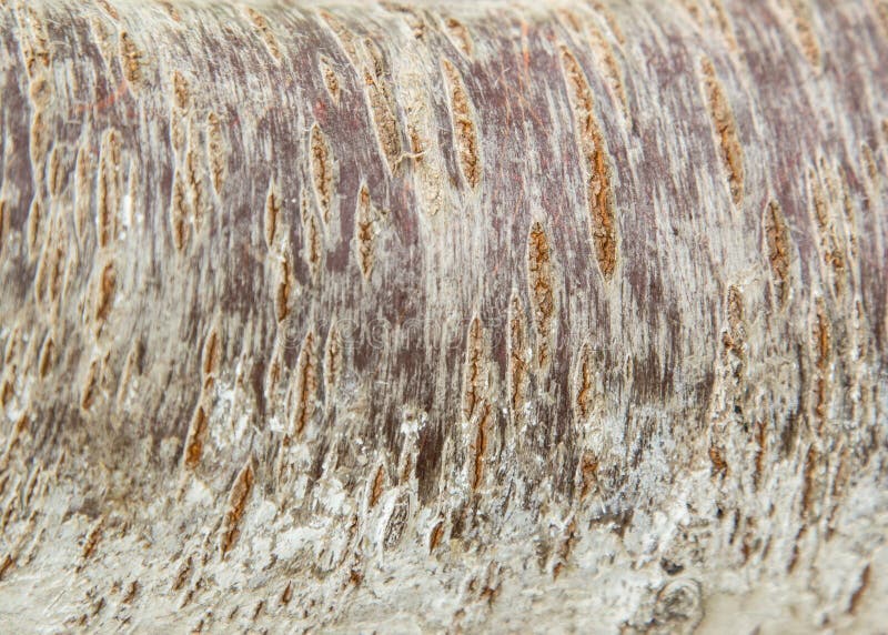 Bark of Cherry Tree in Garden, Texture,botany, Stock Photo - Image of ...