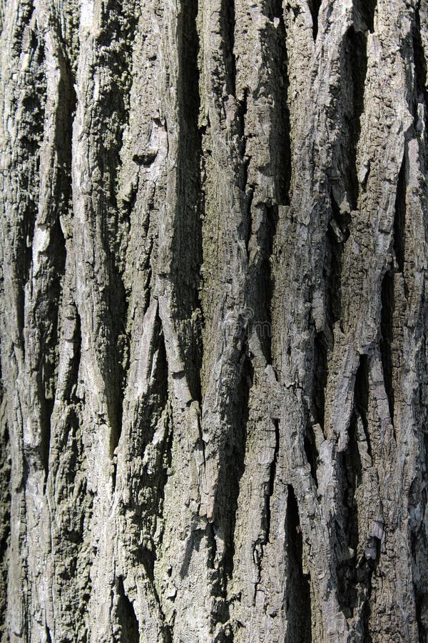 Bark of a chestnut tree stock image. Image of texture - 11999347
