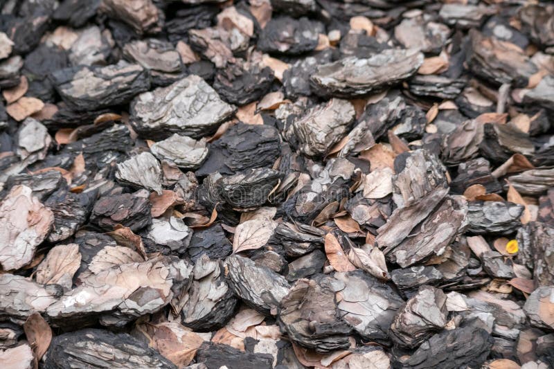 .the Bark of Chopped Trees is Brown in Color and Has Many Pieces of ...