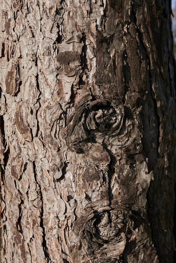 Pinus strobus trees stock photo. Image of soft, northern - 252104564