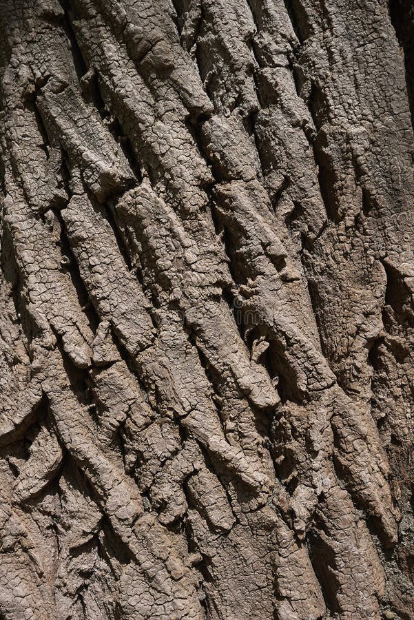 Populus nigra close up stock photo. Image of flora, poplar - 177840892