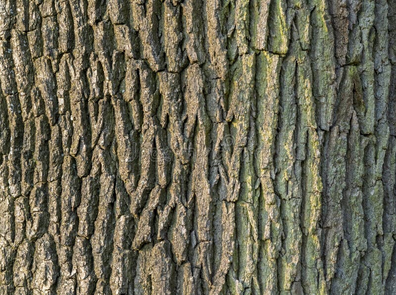 Bark closeup stock photo. Image of peel, full, tree - 180073742