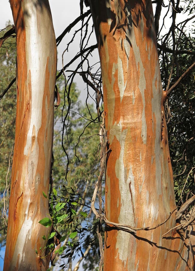 Colorful Australian Gum Tree Bark Stock Image - Image of australia ...