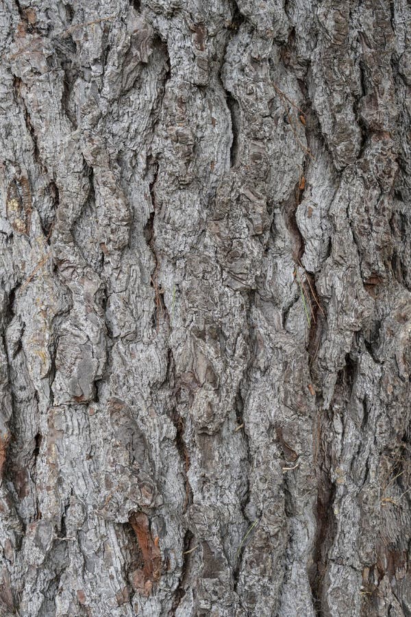 Bark of Conifer Tree Close-up Stock Image - Image of forest, color ...