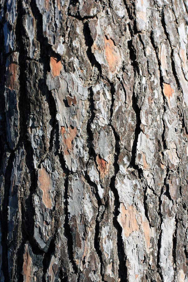 The Bark of Coniferous Wood Texture, Crust, Siberian Larch Stock Photo ...