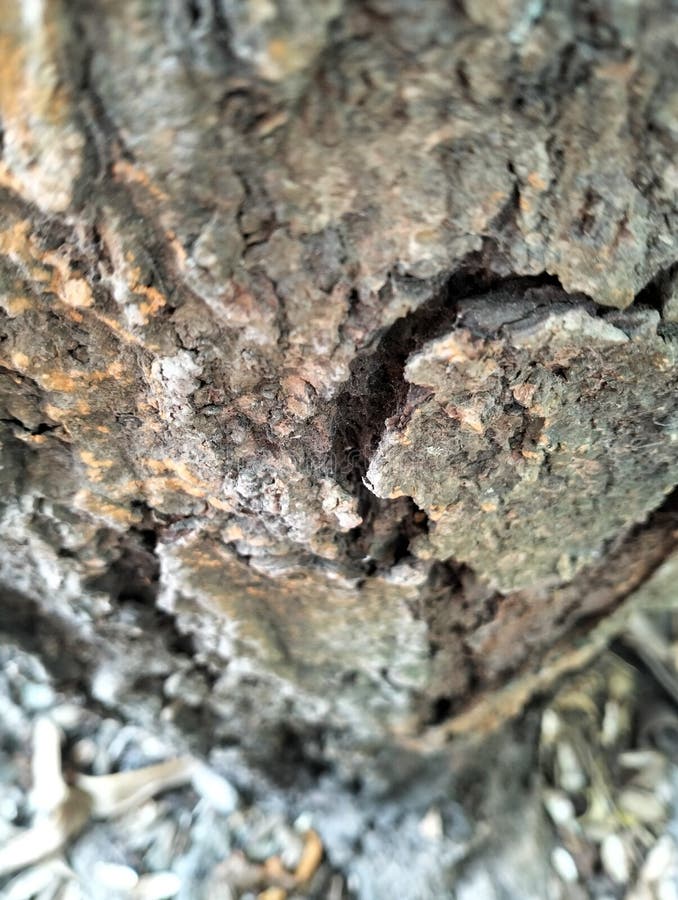 The Bark Consists of Countless Shiny Layers Stock Photo - Image of ...