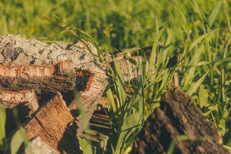 Bark of Cork in the Middle of the Grass Stock Image - Image of cork ...