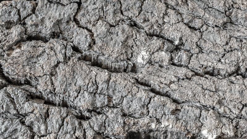Ashen Tree Cross Sections, Top View. Wood Textures. Tree Trunk Close-up ...