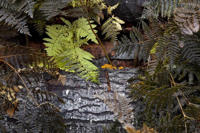 Bark Covered Log and Ferns. Stock Image - Image of brown, forest: 16739949