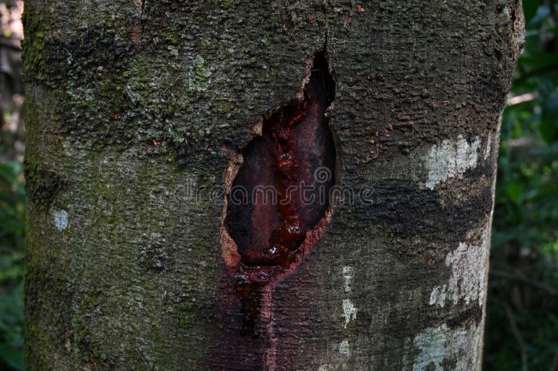 A Bark Damaged Section of a Jack Tree Stem with the Sap Oozing Out on ...