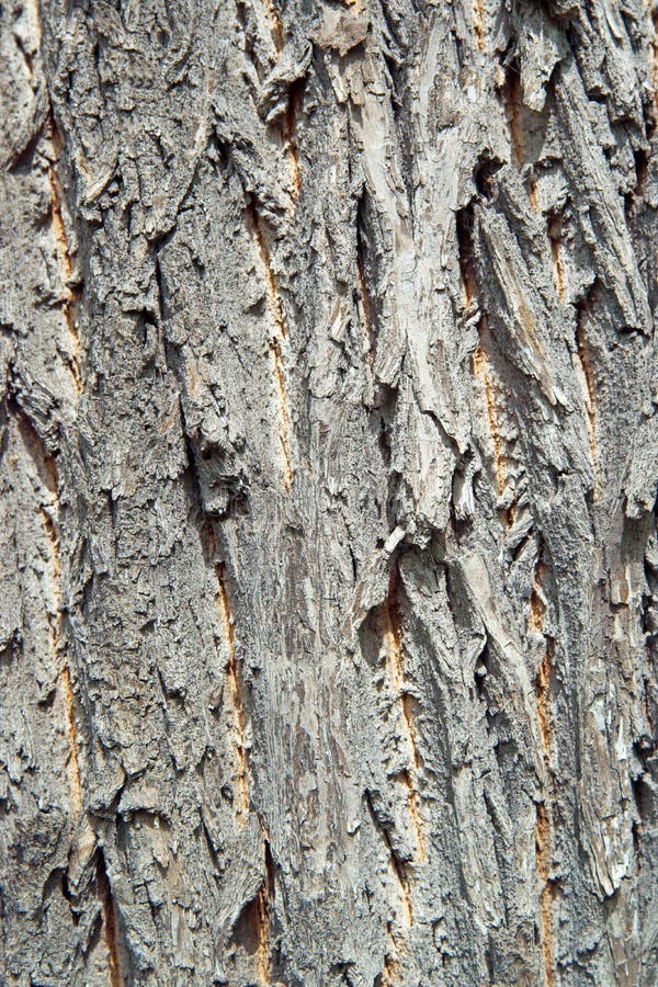 Bark stock photo. Image of grain, cracks, nature, trunk - 36279012