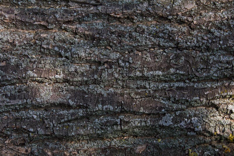 Bark of Dark Tree Oak - Texture Background Stock Photo - Image of ...