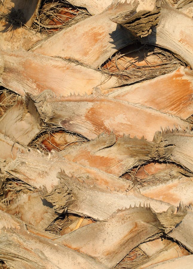 Date-palm's bark stock image. Image of wood, timber, texture - 11394111
