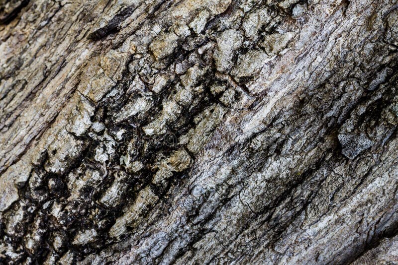 Bark stock image. Image of passing, nature, dead, decay - 57530259