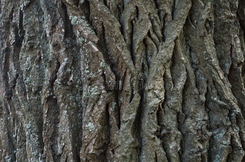 Textured Deciduous Tree Bark Stock Image - Image of trunk, plant: 25899479