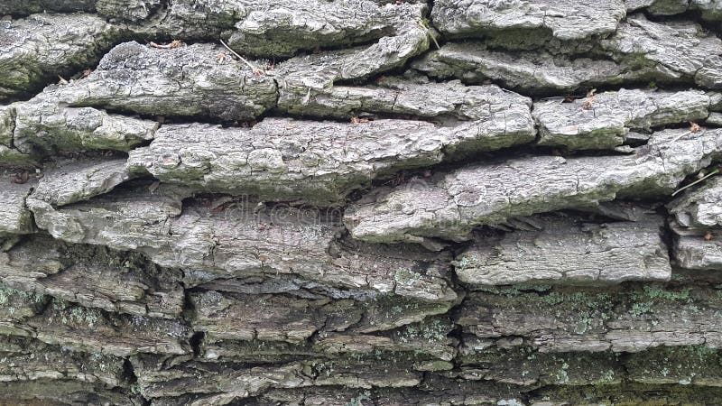 Bark of a Deciduous Tree. Background of Rough Bark Texture Stock Photo ...