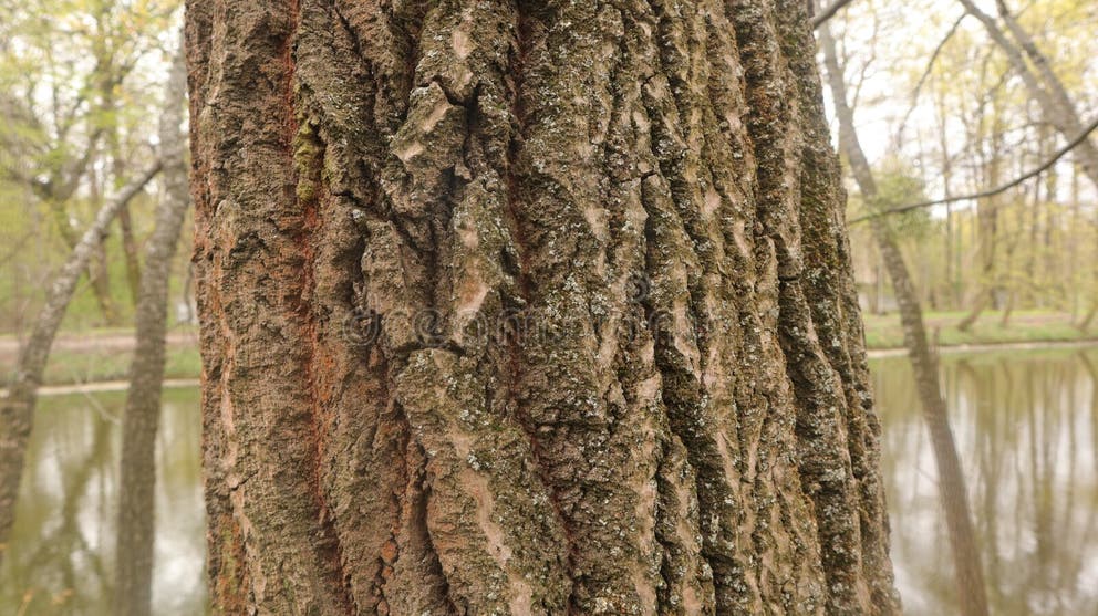 Tree Bark Close Up. Bark of Deciduous Trees. Stock Image - Image of ...