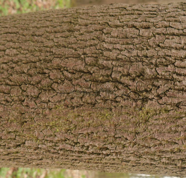 Tree Bark Close Up. Bark of Deciduous Trees. Stock Image - Image of ...
