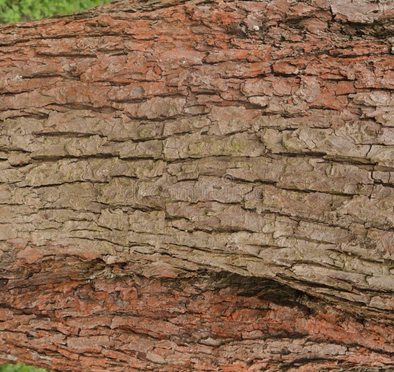 Tree Bark Close Up. Bark of Deciduous Trees. Stock Image - Image of ...