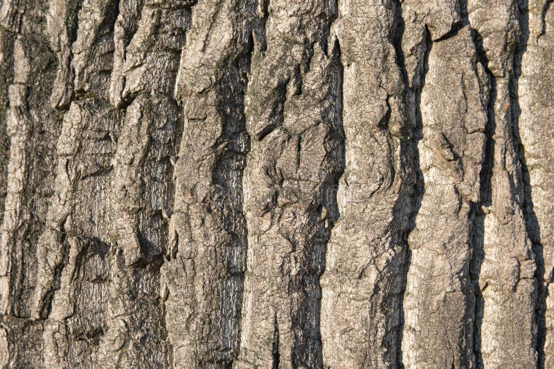 Bark of Deciduous Tree Natural Texture Stock Image - Image of pattern ...