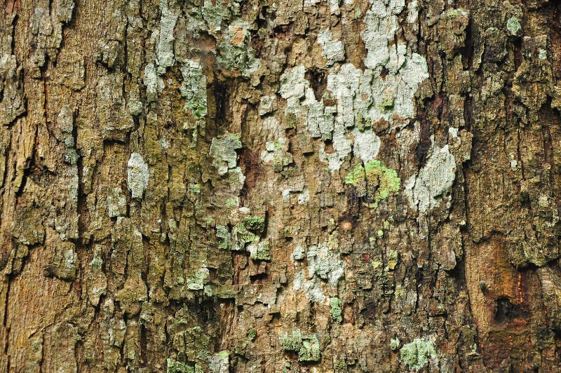 Bark design stock image. Image of colour, tree, bark - 56318493