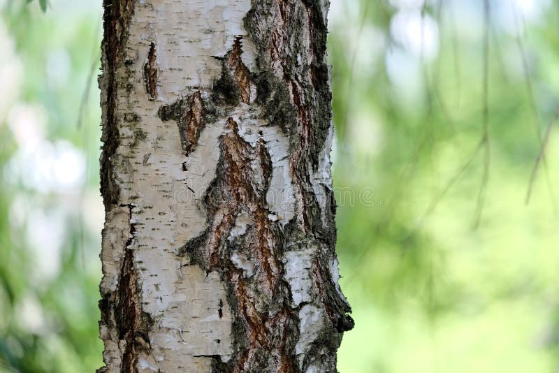 Bark Detail stock image. Image of natural, trunk, nature - 87757251