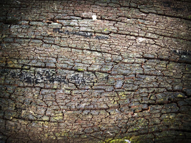 Bark, Detail, Dry Picture. Image: 109888426