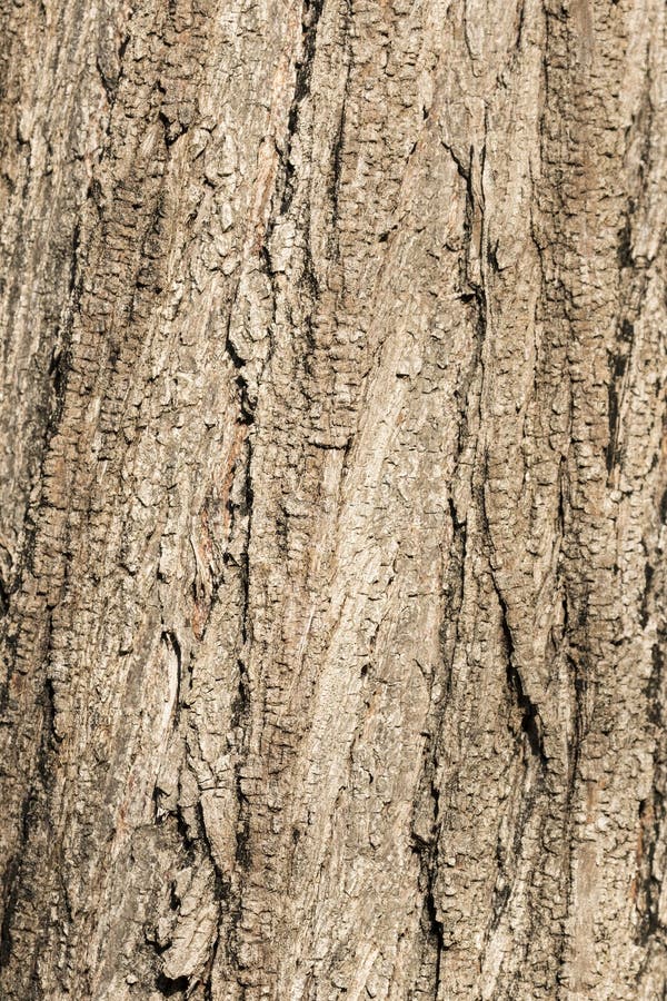 Bark Texture of an Indian Lilac Tree Stock Photo - Image of melia ...