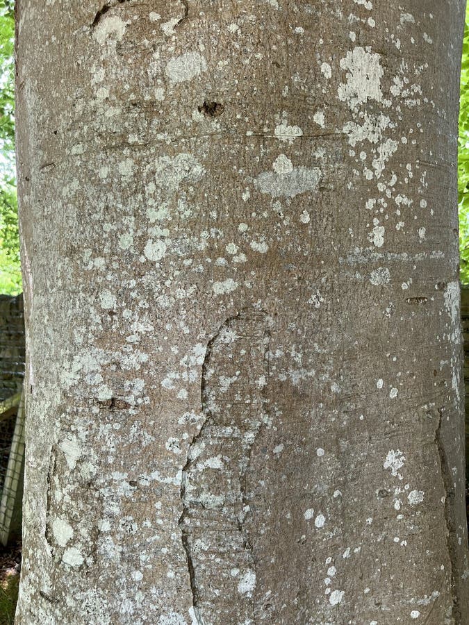 Tree Identification. Bark. European Beech. Fagus Sylvatica Stock Image ...