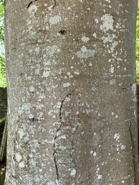 Tree Identification. Bark. European Beech. Fagus Sylvatica Stock Image ...