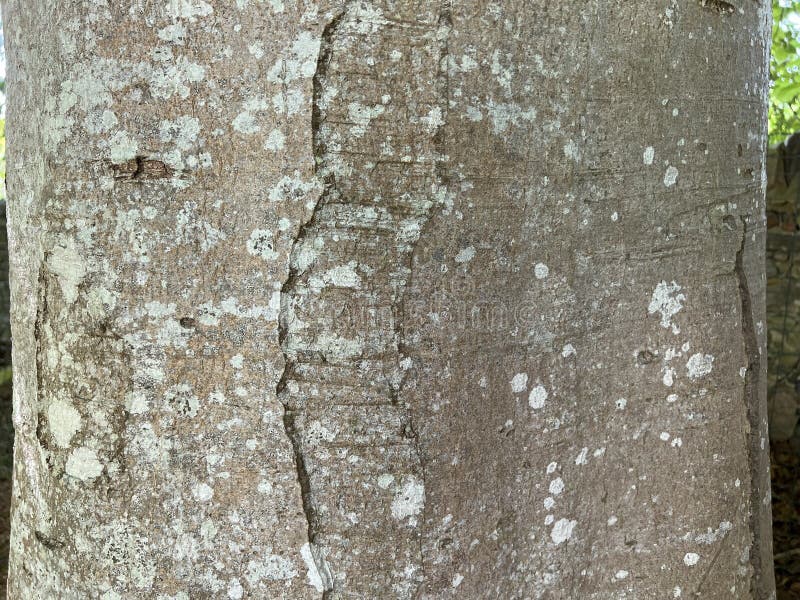 Tree Identification. Bark. European Beech. Fagus Sylvatica Stock Image ...