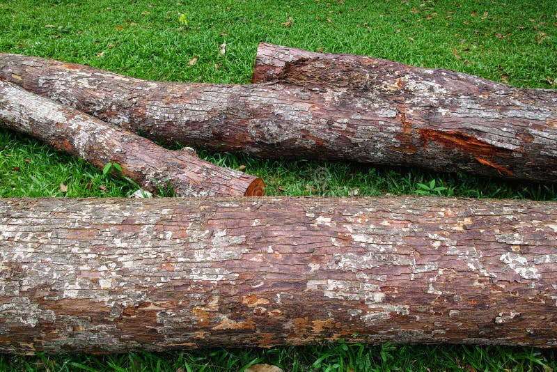 Bark stock image. Image of plant, barn, environment, lumber - 48882093