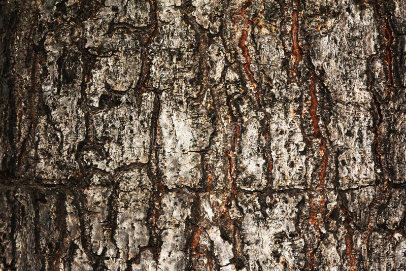 The Bark is Dry and the Crack is Beautiful Stock Photo - Image of ...