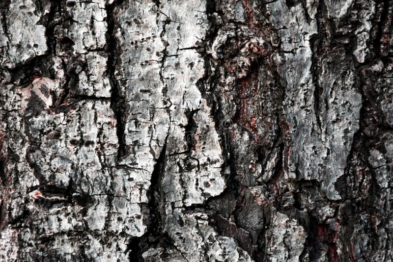 The Bark is Dry and Naturally Cracked for the Background Stock Image ...